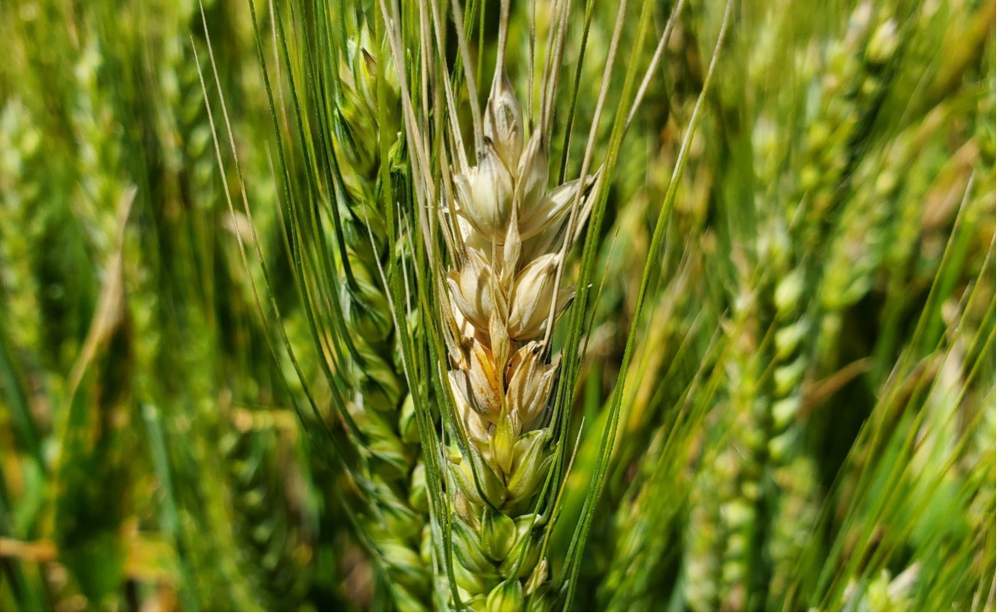 A process for choosing wheat varieties to manage disease in the 2024/ ...