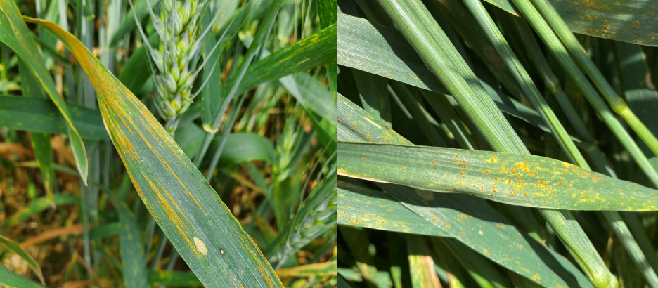 A process for choosing wheat varieties to manage disease in the 2024/ ...