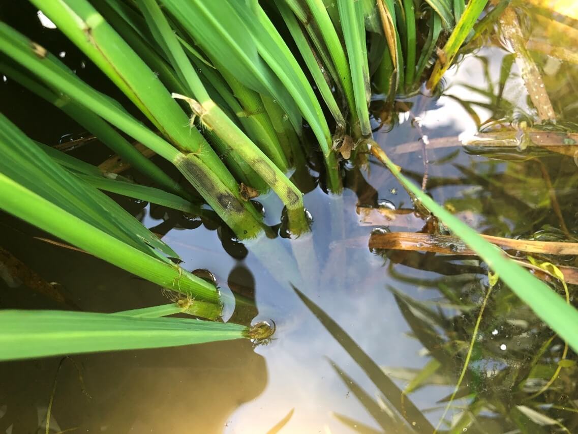 Scout and Manage the most Prevalent Disease in Arkansas Rice