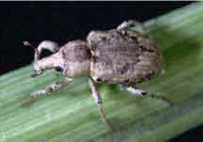 Management for Rice Water Weevils