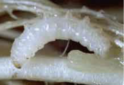 Management for Rice Water Weevils
