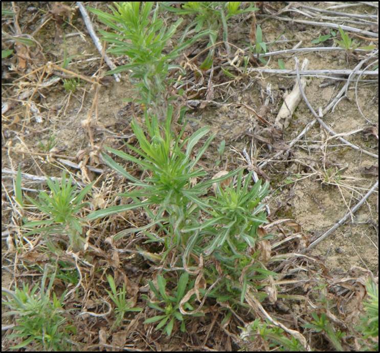 Marestail control options for corn and cotton